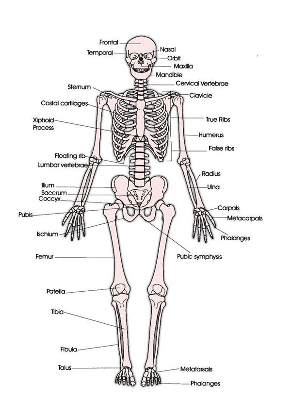 Skeletal System Diagram Labeled Pdf Skeletal System Diagram Labeled Pdf