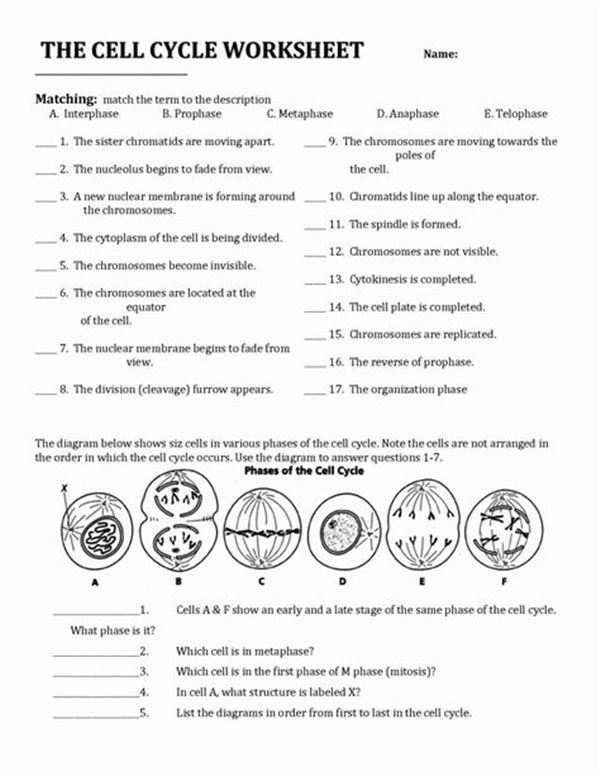 Mitosis Worksheet Diagram Identification Answers
