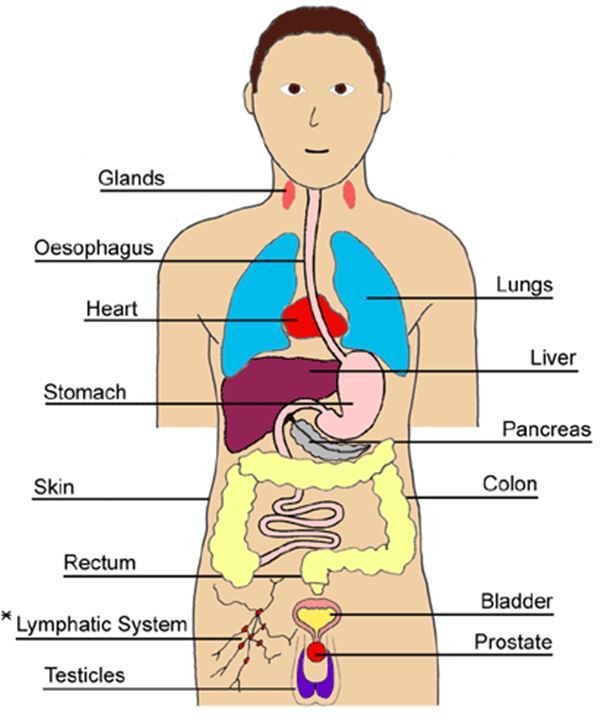 Human Body Parts Diagram Names Human Body Parts Diagram Names