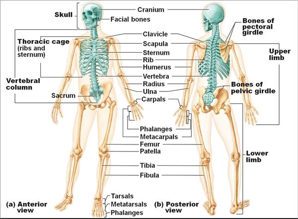 diagram-of-a-human-skeleton-and-label