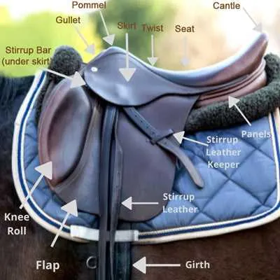 Western Saddle Parts Diagram with Labels and Descriptions