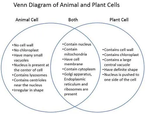 Venn Diagram of Plant and Animal Cells Comparison