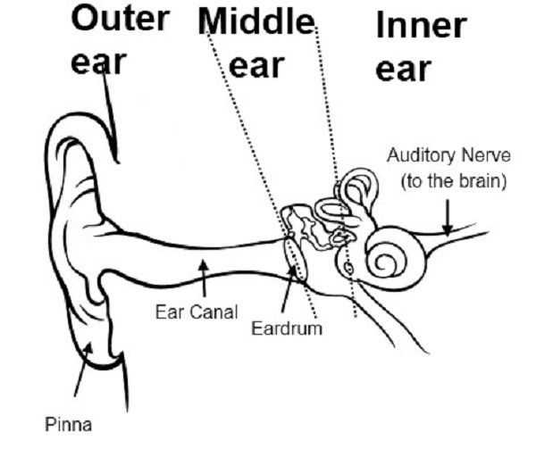 The Complete Guide to Understanding the Inner Ear: A Diagram with Labels